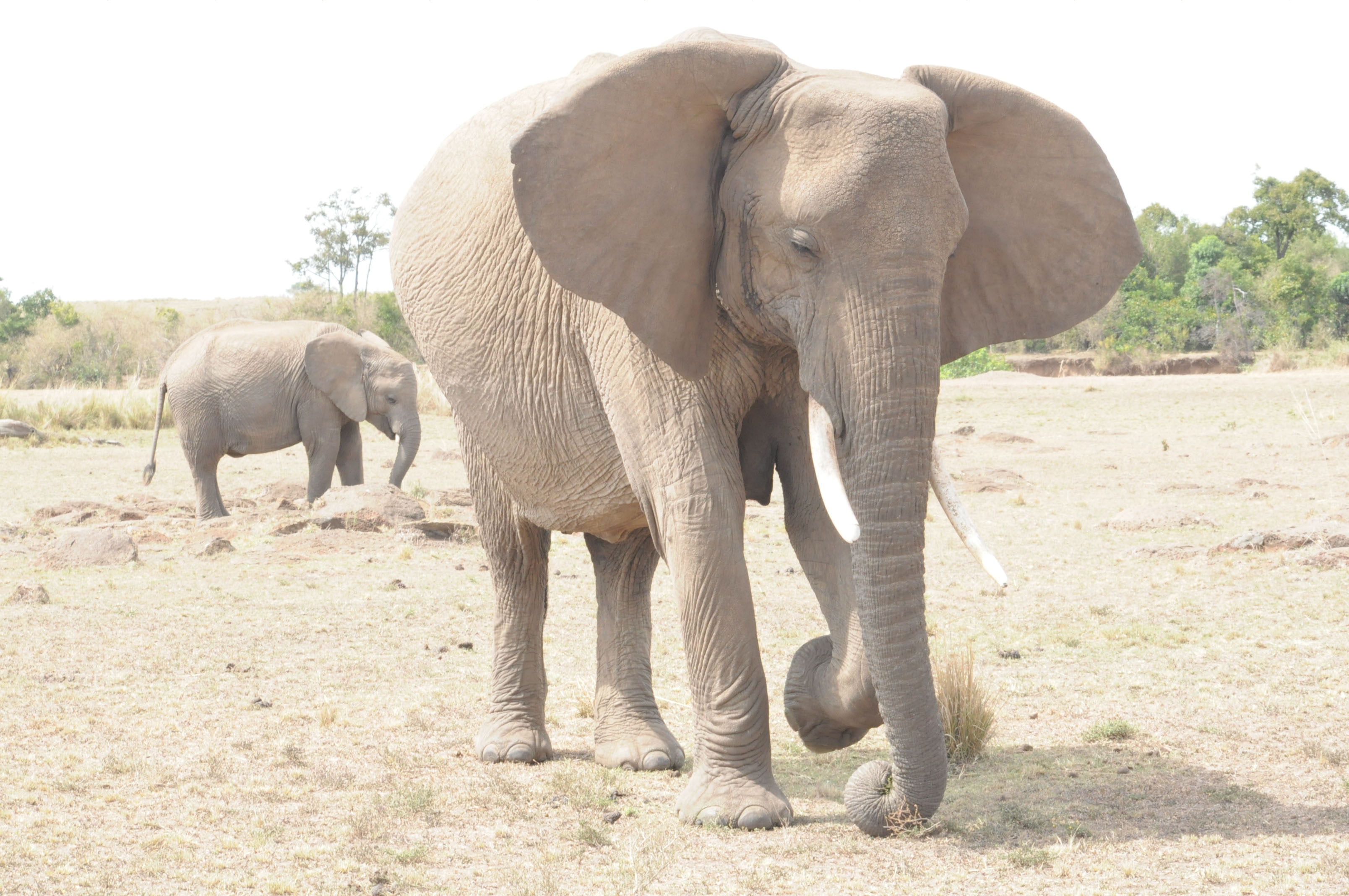 Africa Winter Official Site