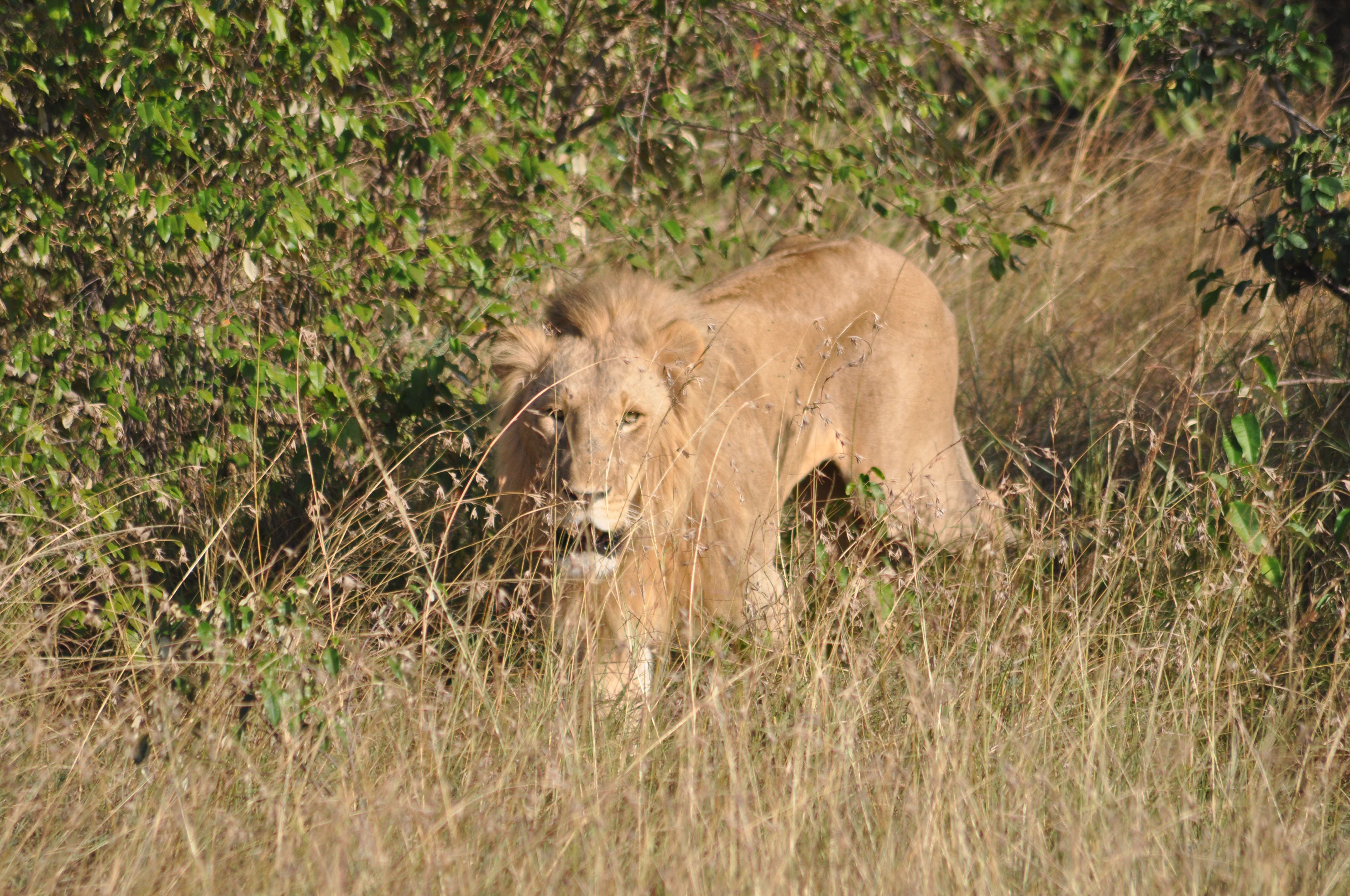 Africa Winter Official Site