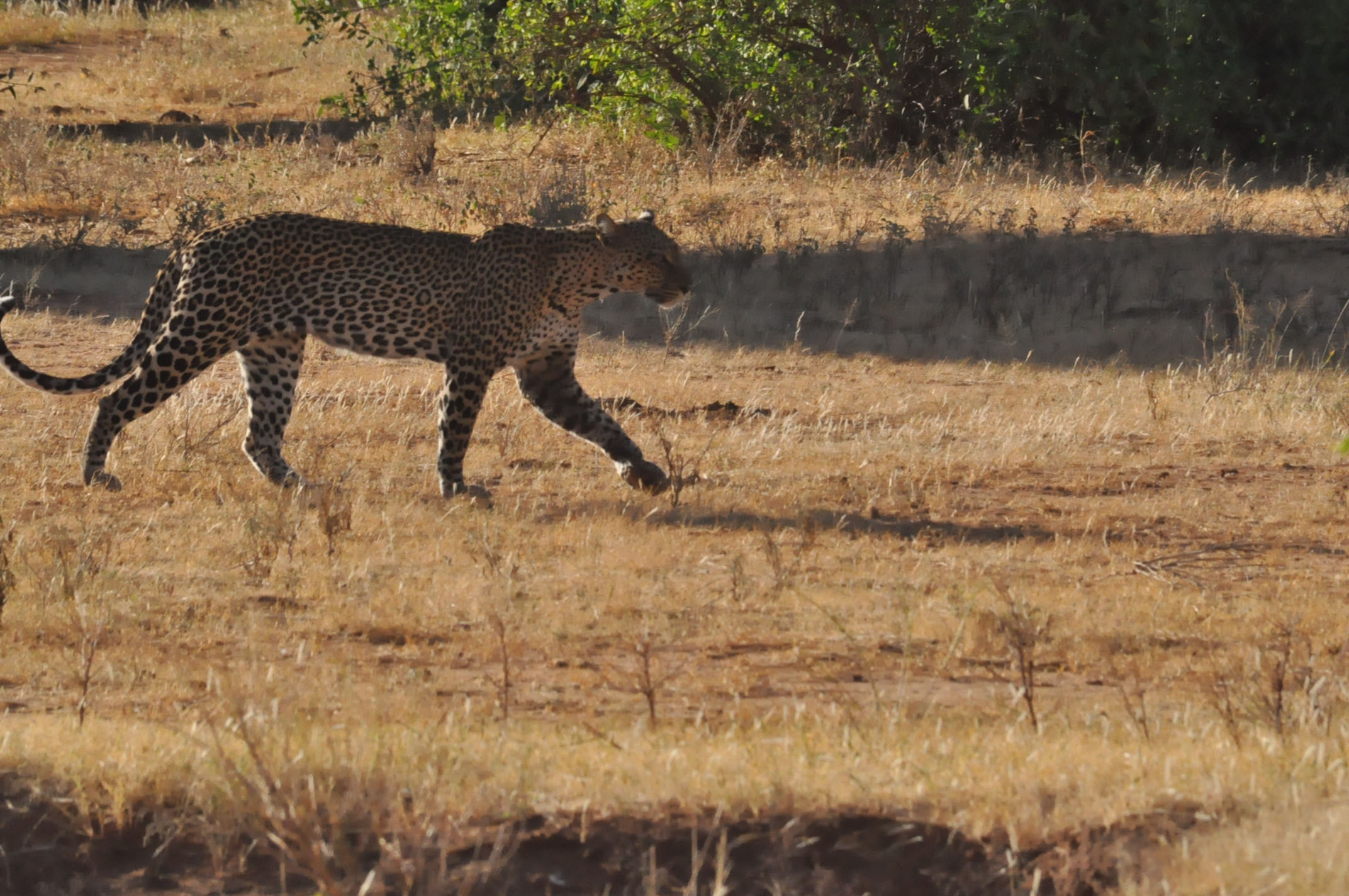 Africa Winter Official Site