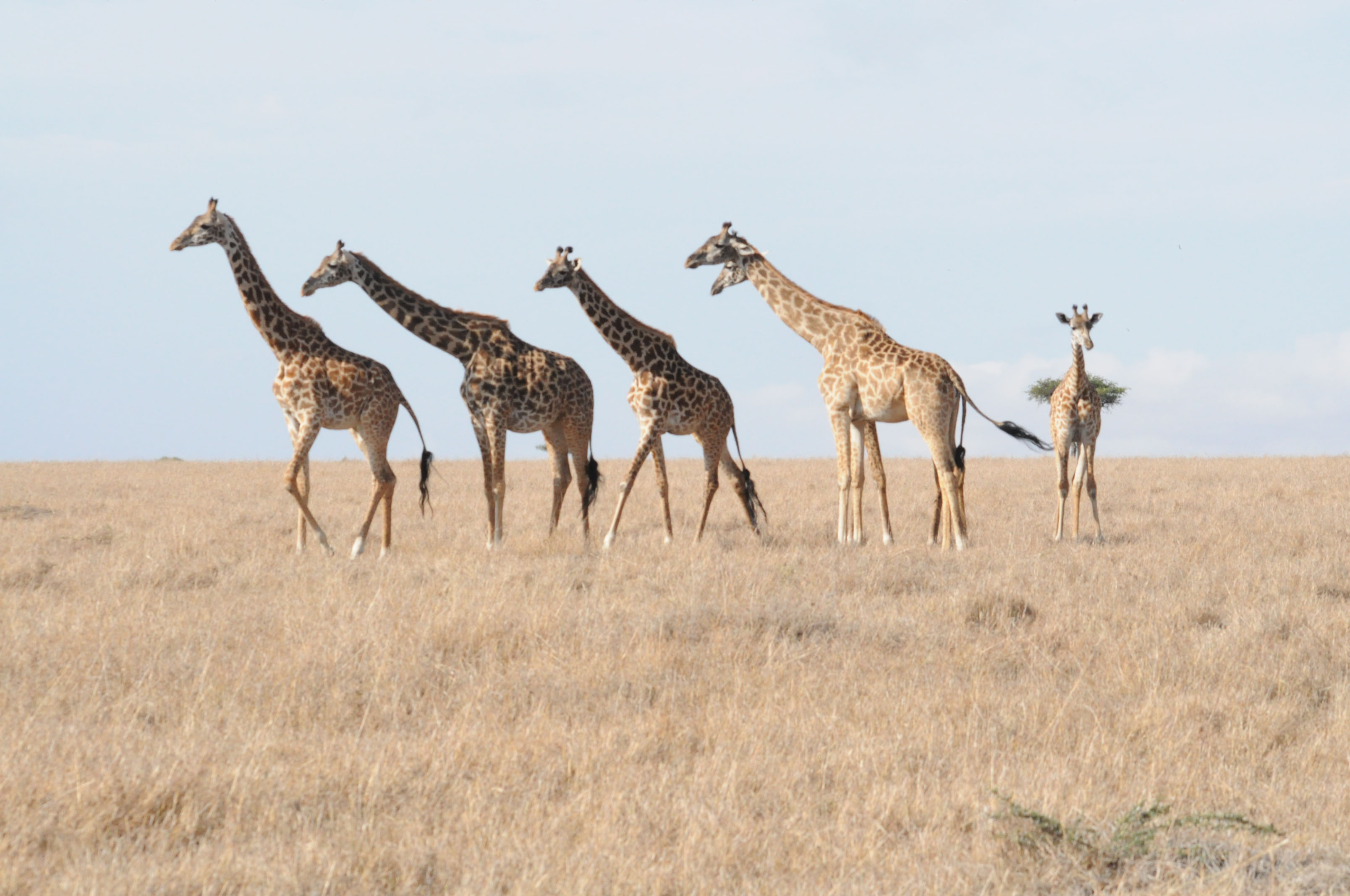 Africa Winter Official Site