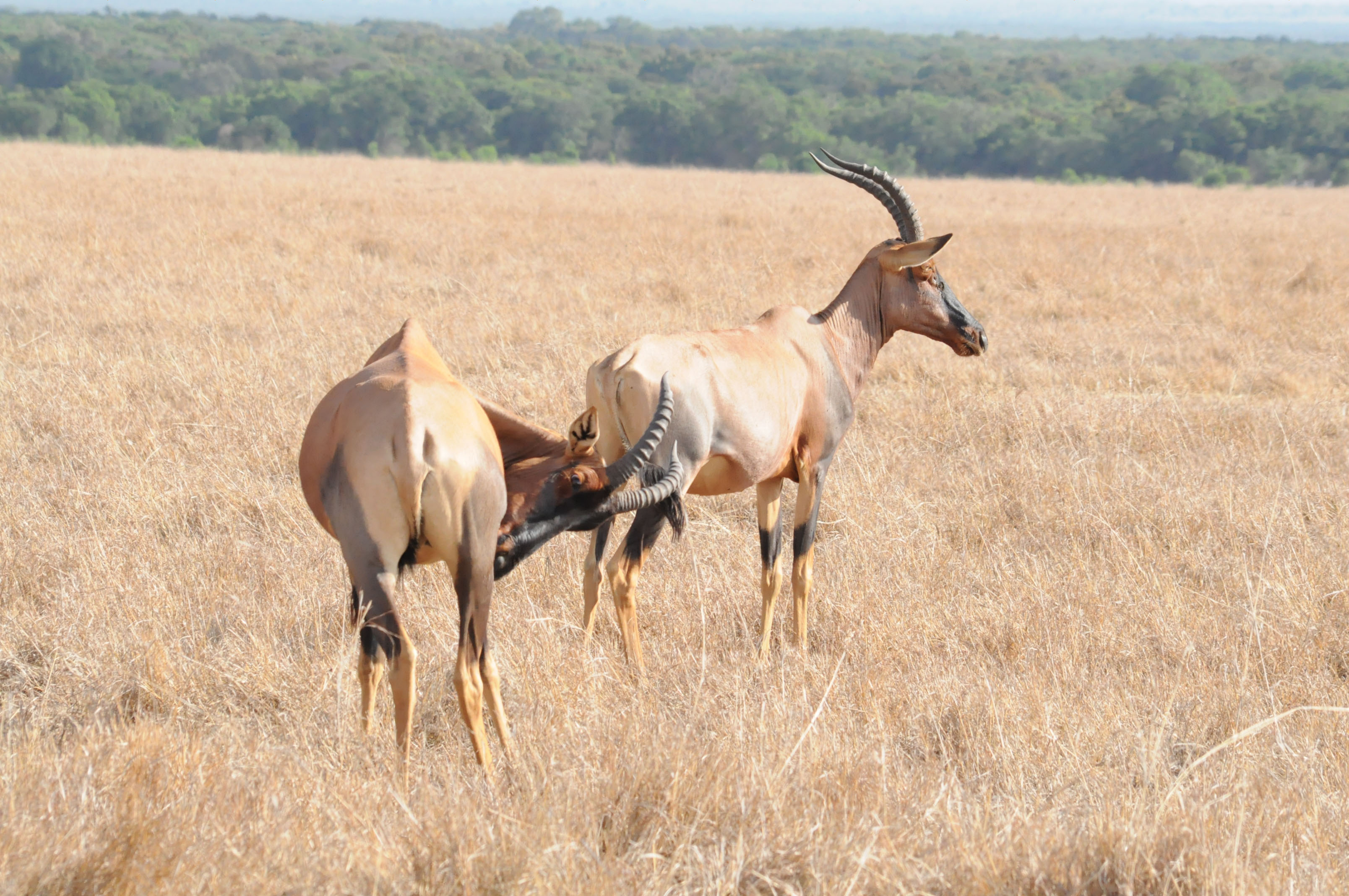 Africa Winter Official Site