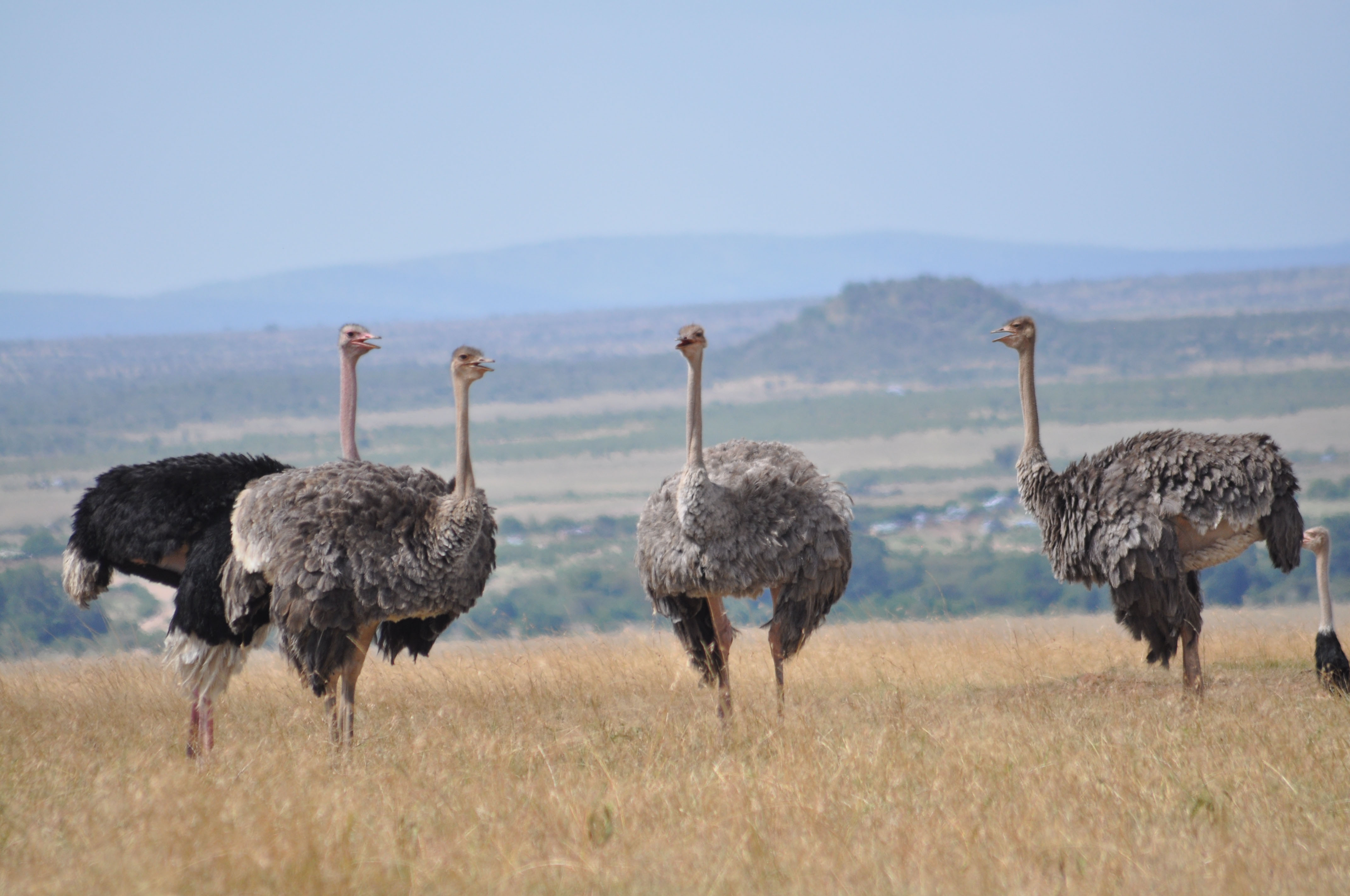 Africa Winter Official Site